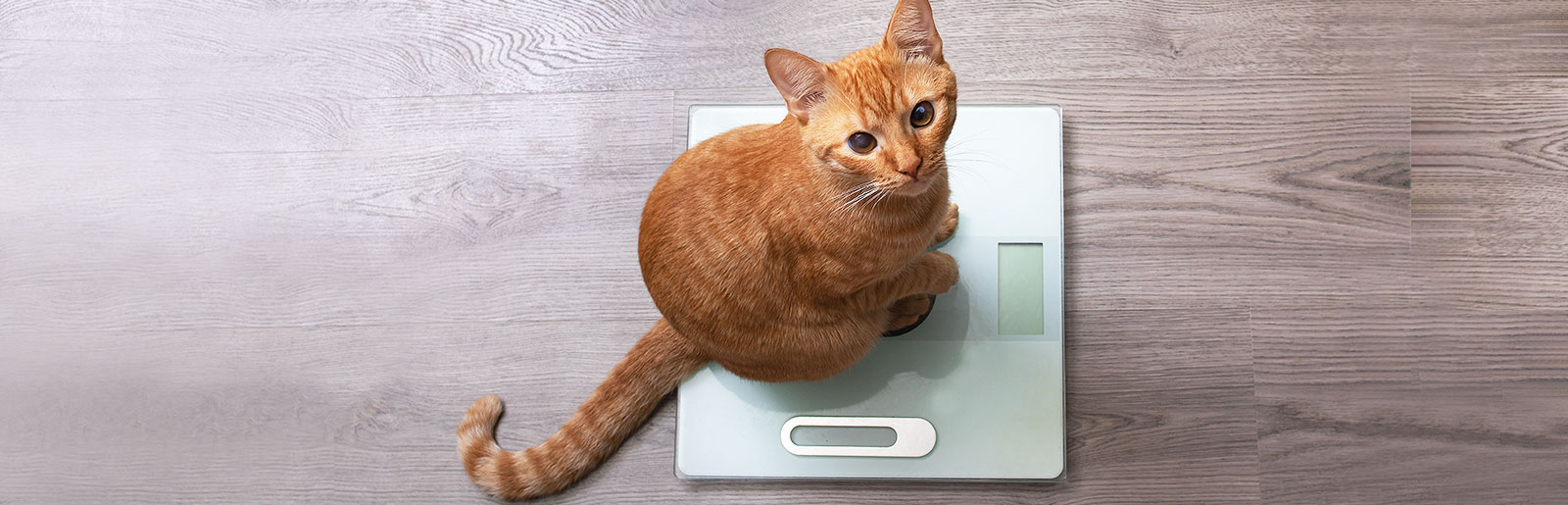 Was Is Het Ideale Gewicht Van Een Kat 